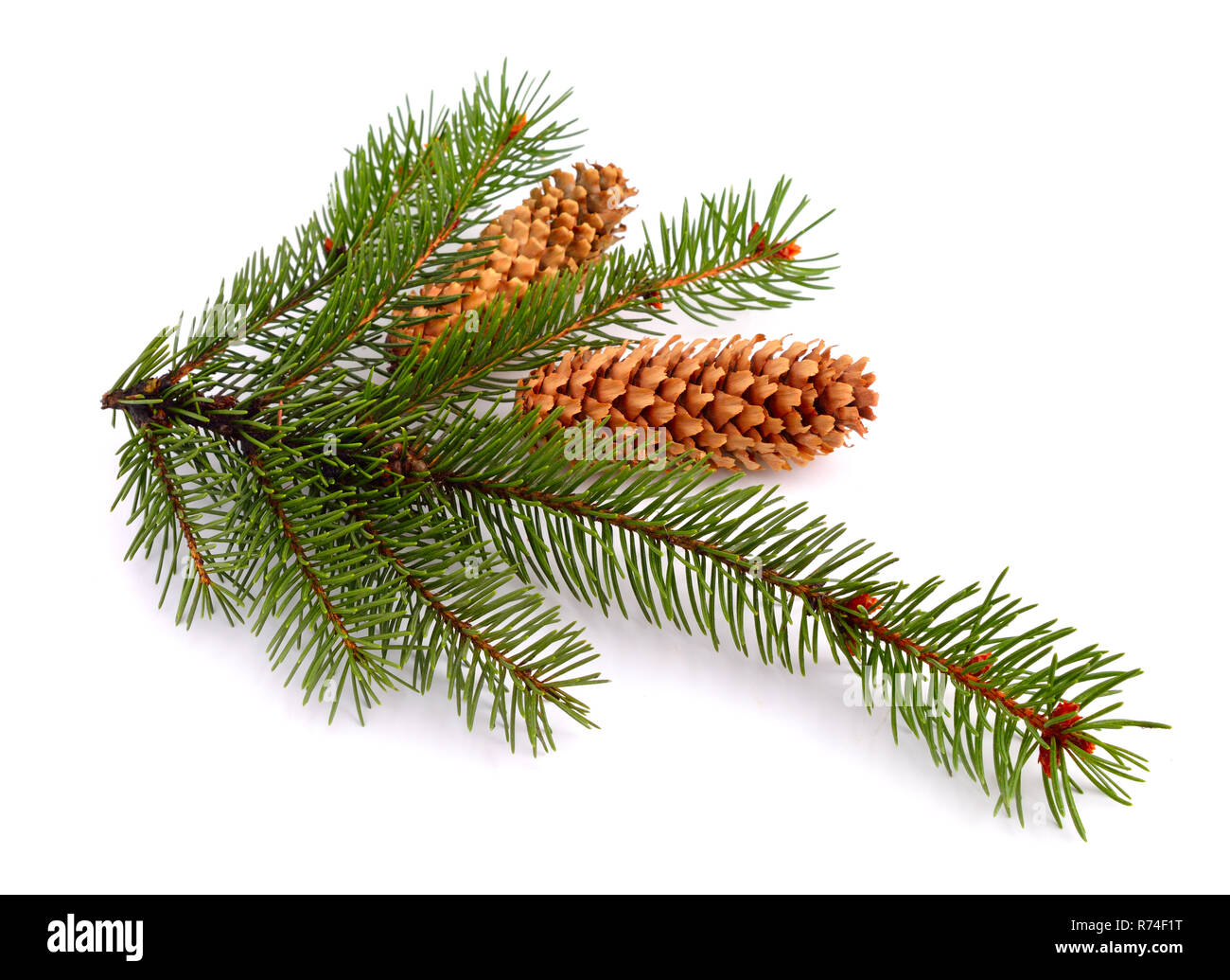 Spruce twig isolated Stock Photo - Alamy