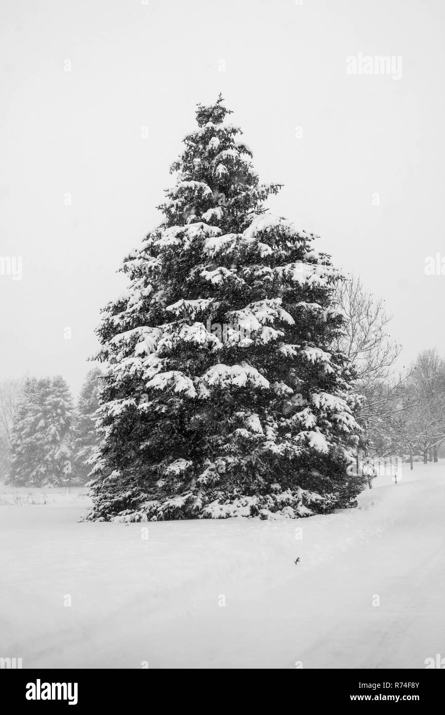 Stephen gray Black and White Stock Photos & Images - Alamy