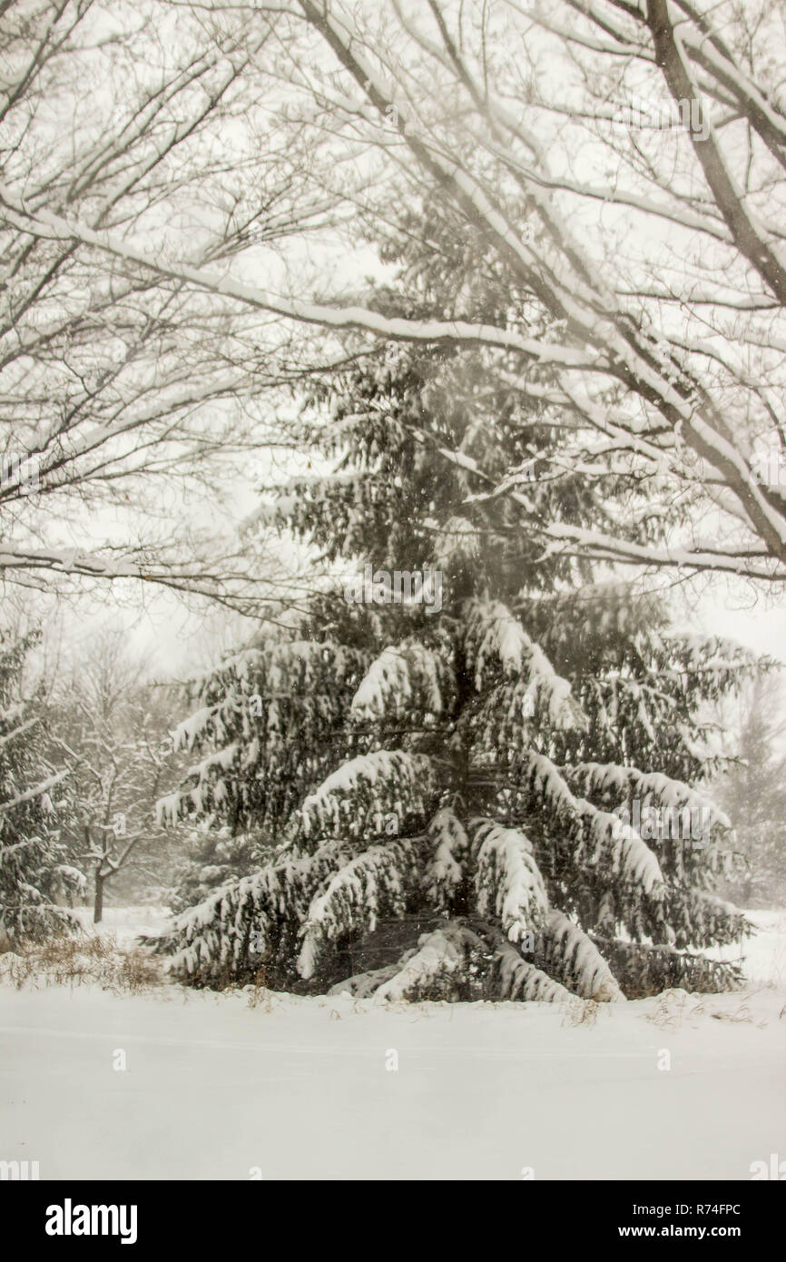 Stephen Gray (C) 2014 | SEGG Media | http://media.seggmedia.com Stock ...