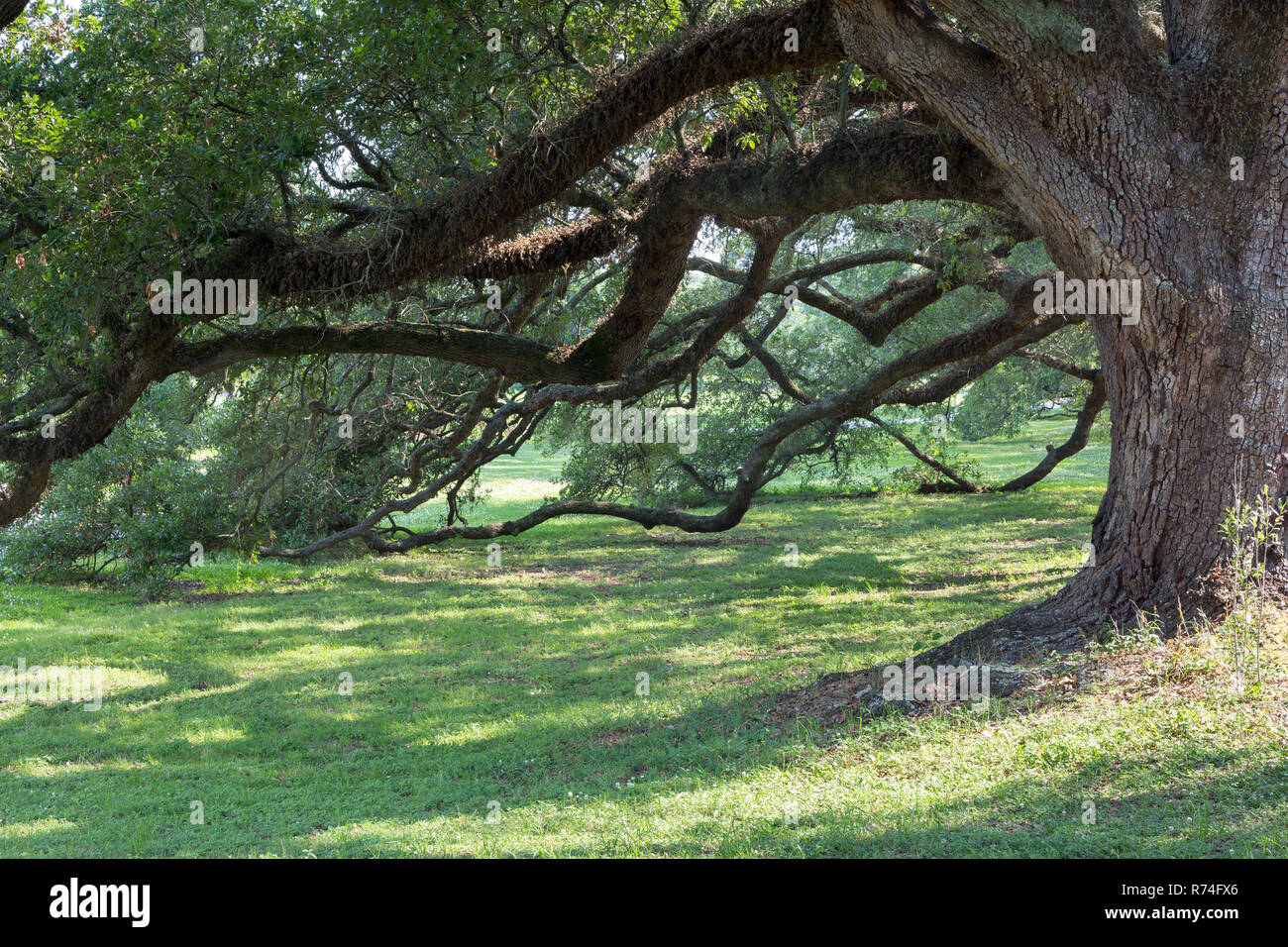 Massive oak tree branches bending downward and touching the ground ...