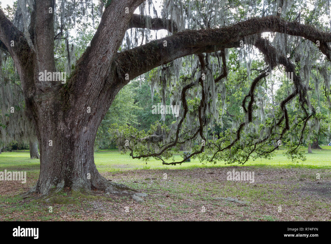 Large oak tree branches hanging from a larger branch and covered with ...