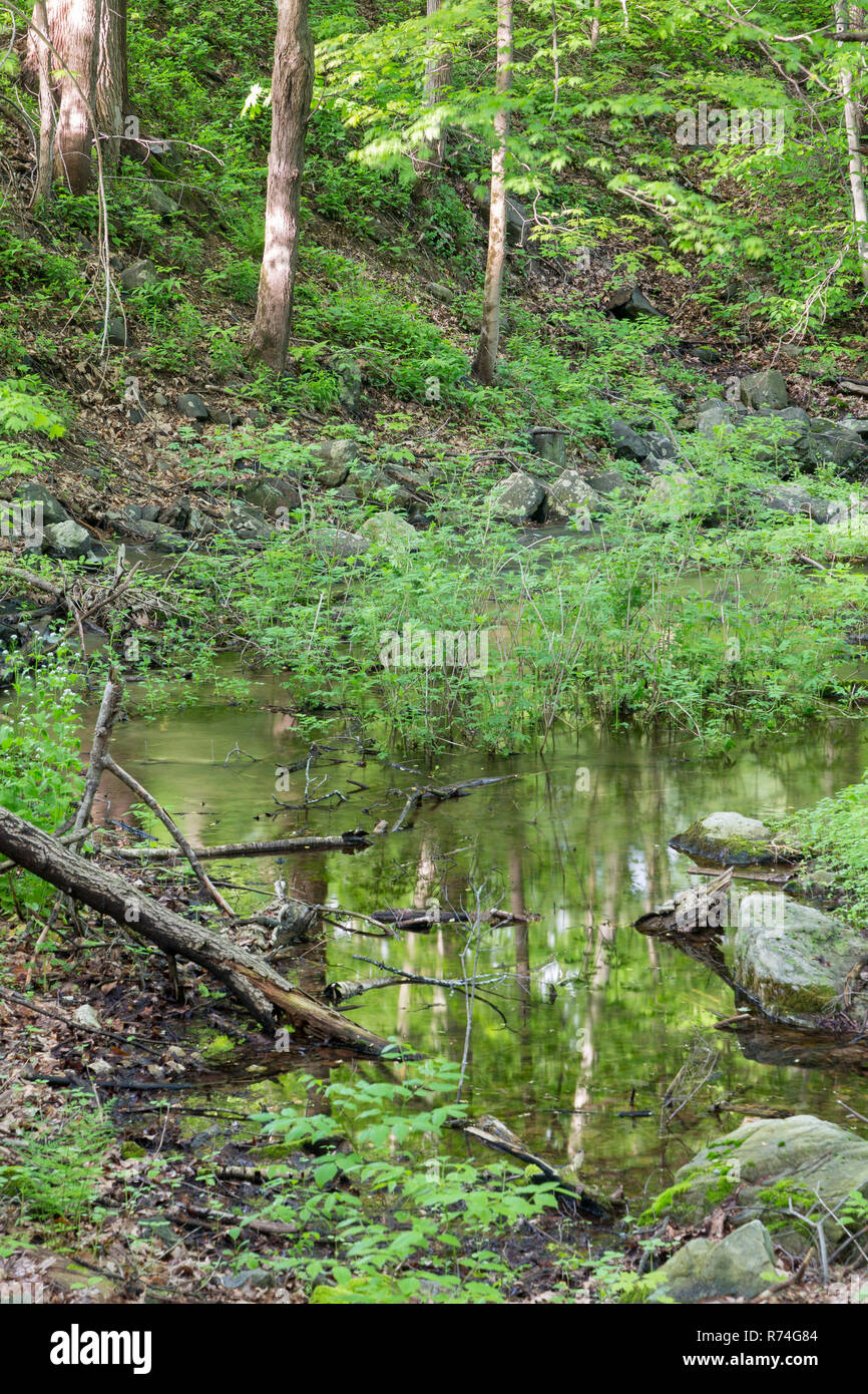 A small pond below an embankment along Canopus Creek and the ...