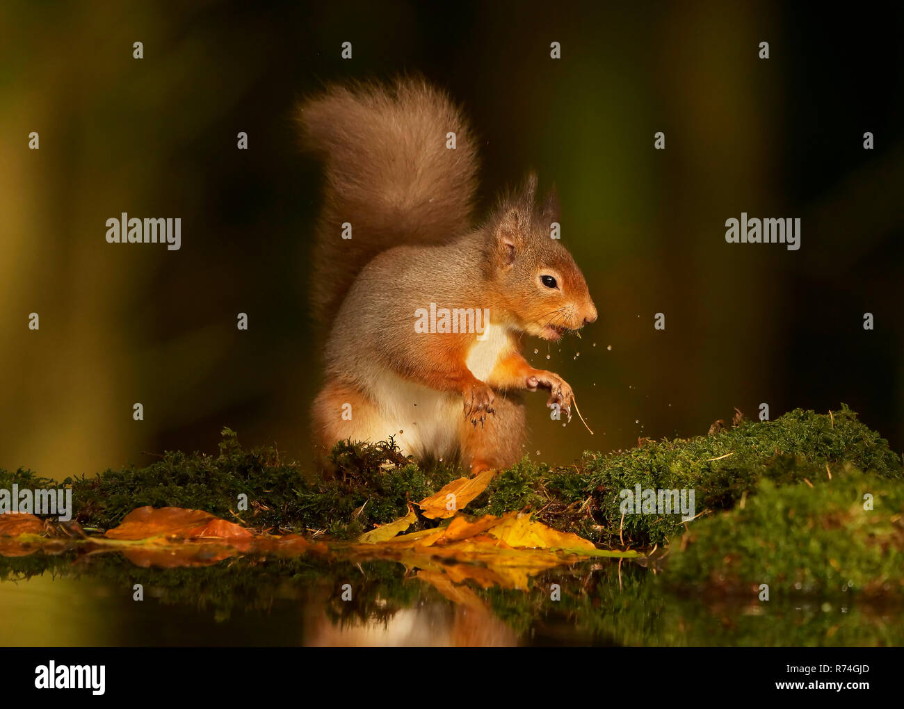 Red Squirrel foraging for food at the waters edge Stock Photo - Alamy