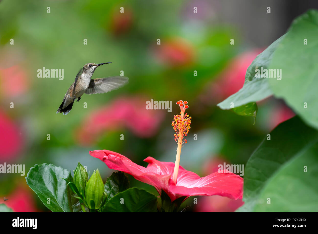 Ruby-throated Hummingbird flying near Hibiscus flowers Stock Photo - Alamy