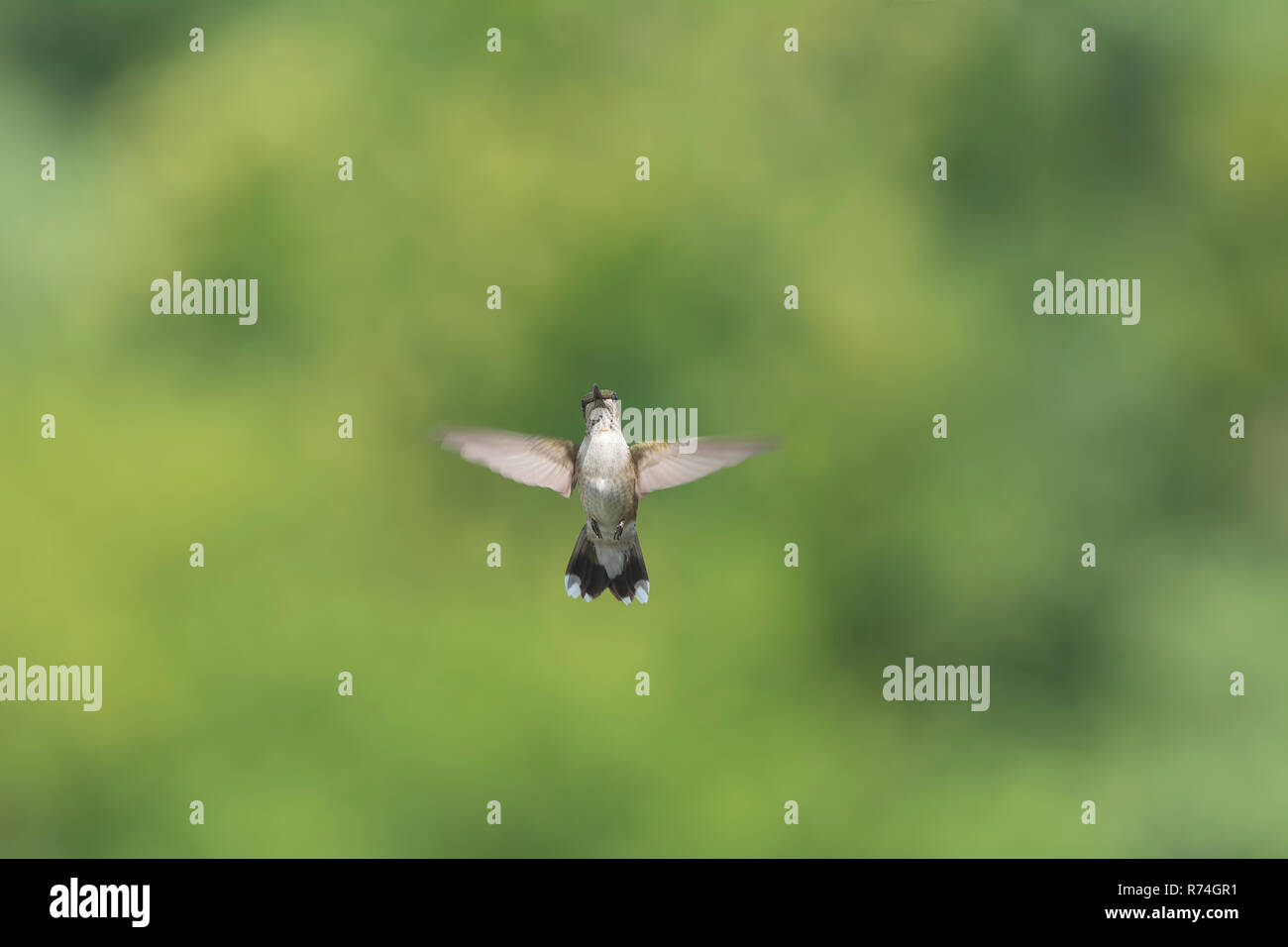 Migratory passarine hi-res stock photography and images - Alamy