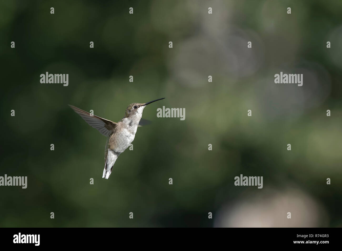 Molting hummingbird hi-res stock photography and images - Alamy
