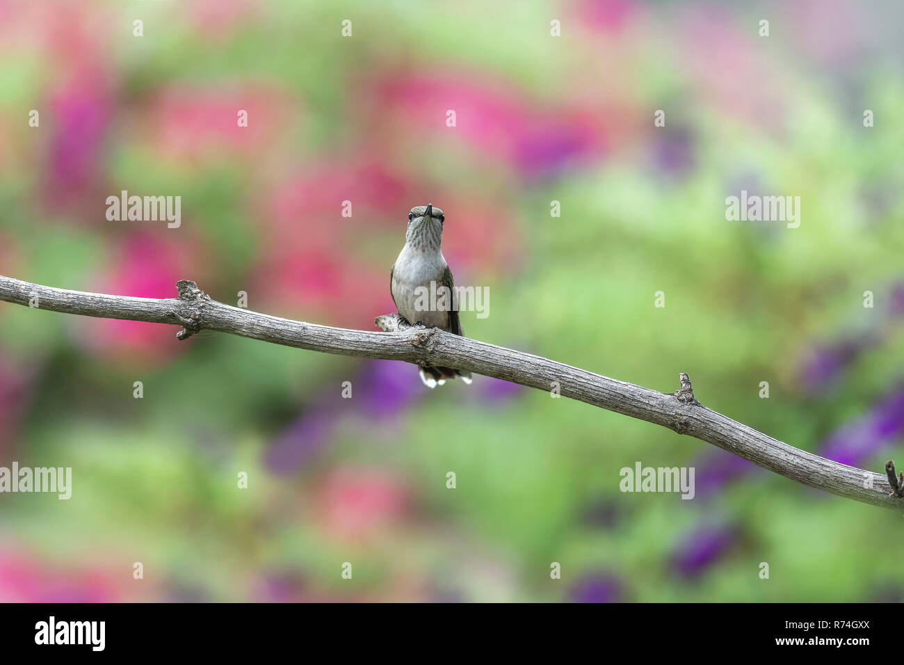 Juvenile male ruby throated hummingbird hi-res stock photography and ...