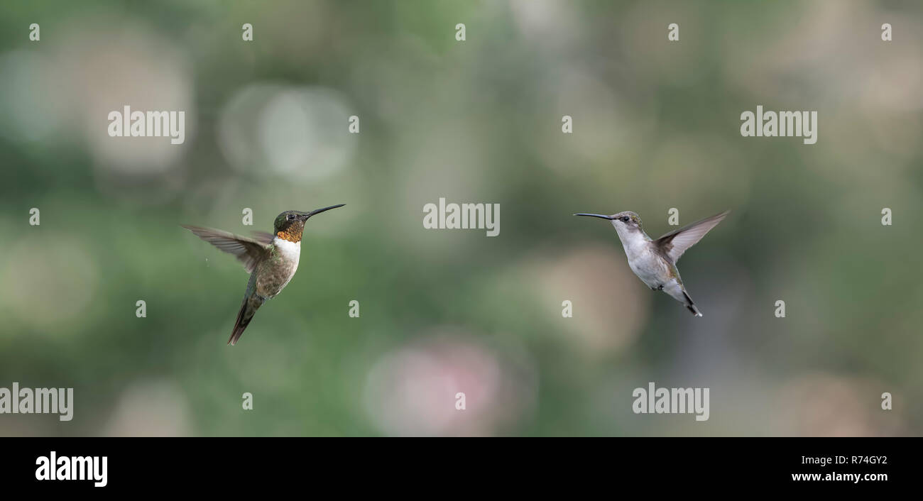Male and female Ruby-throated Hummingbird in flight Stock Photo - Alamy