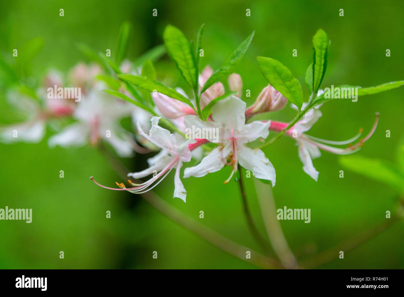 Wild pink azalea wildflowers blooming along the Appalachian Trail ...