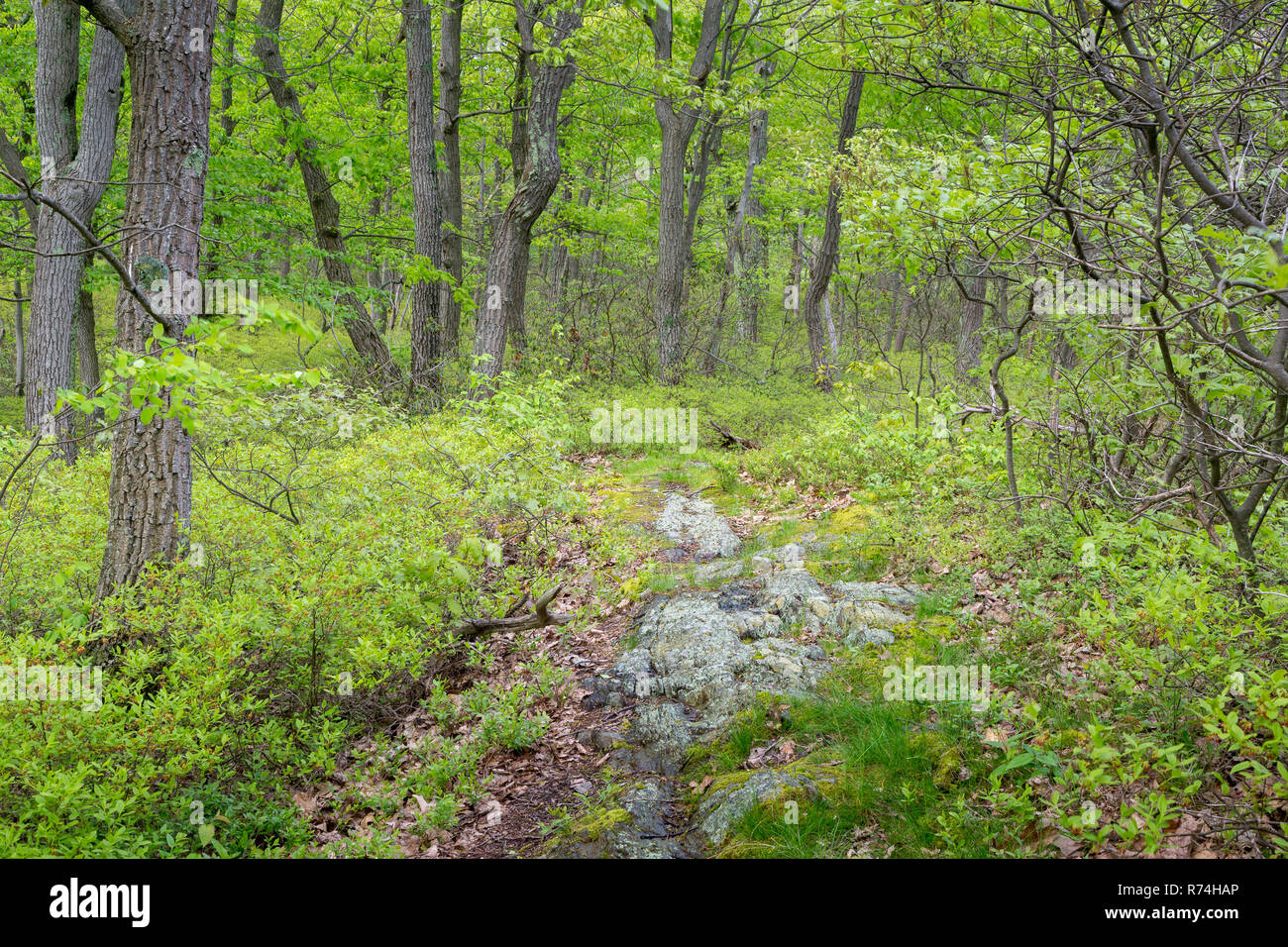 Exposed rocks in the Fahnestock Trail breaking up the bold green of the ...