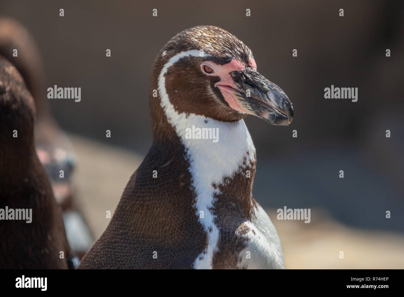 Penguin close head shot outdoors Stock Photo - Alamy