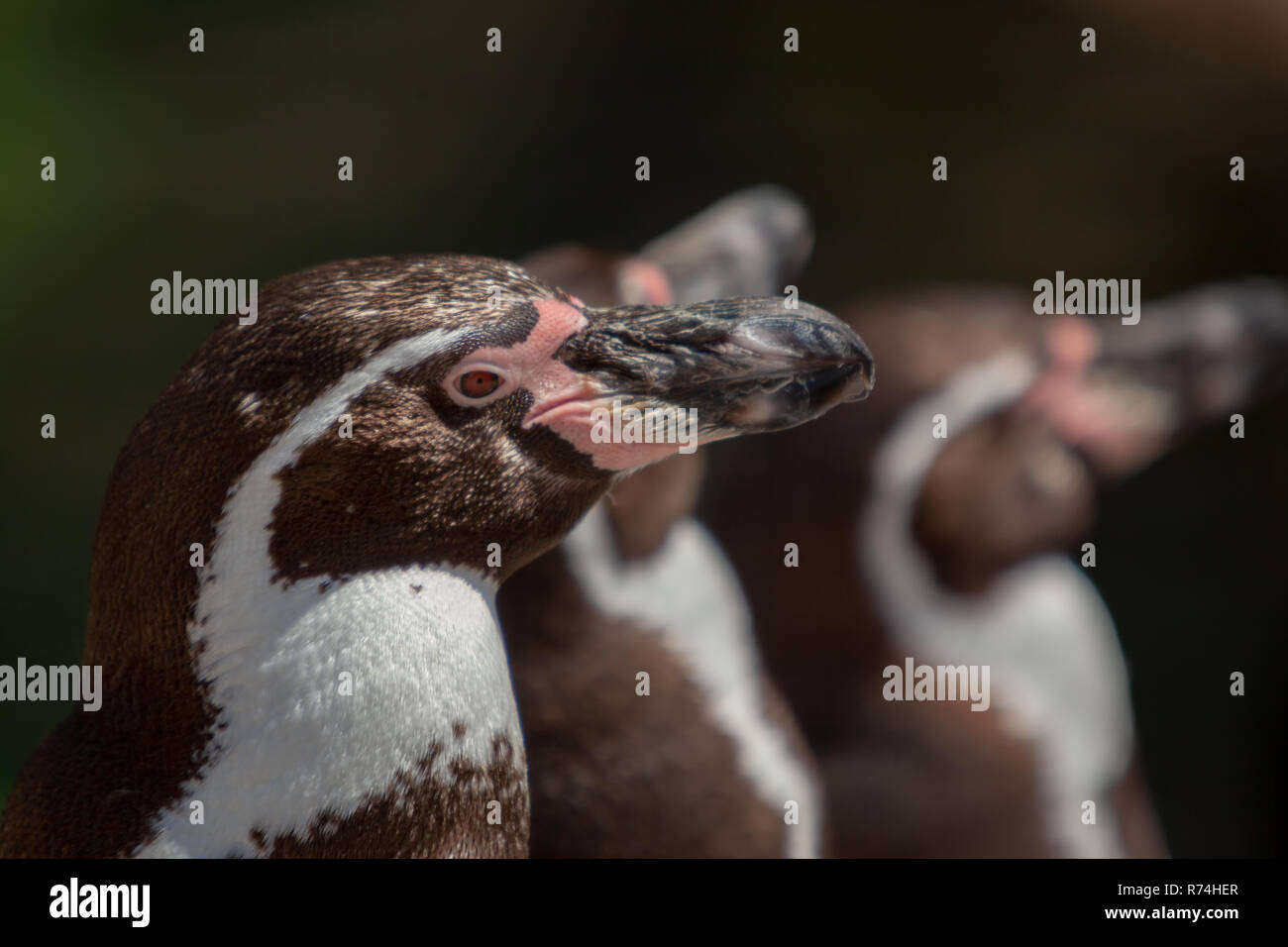 Close up penguins grass hi-res stock photography and images - Alamy