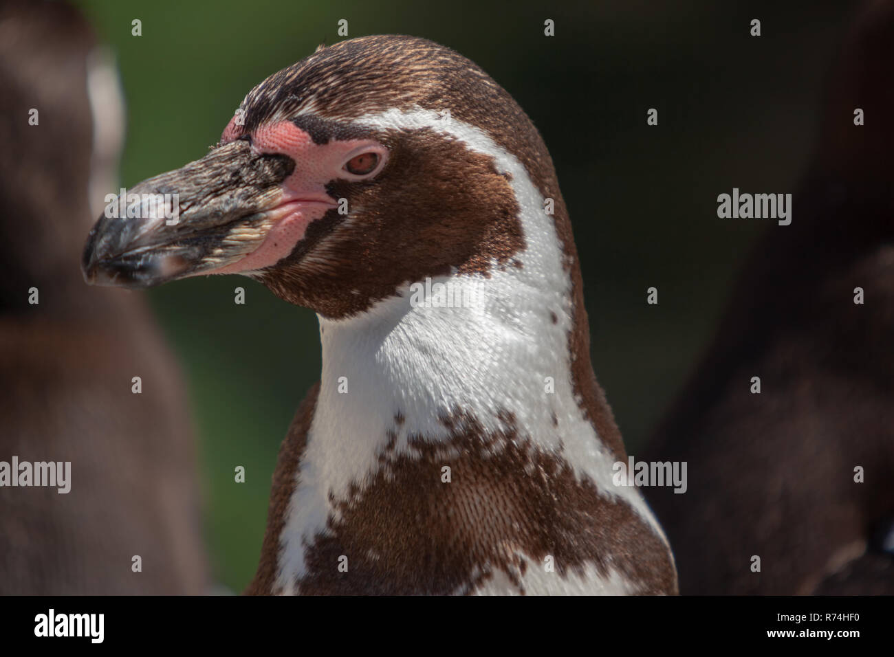 Penguin close head shot outdoors Stock Photo - Alamy