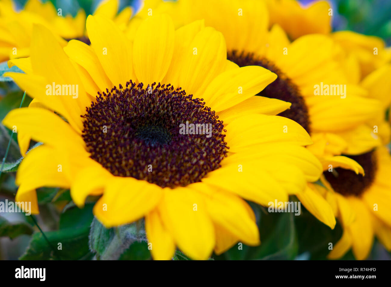 Sunflower growth field hi-res stock photography and images - Alamy