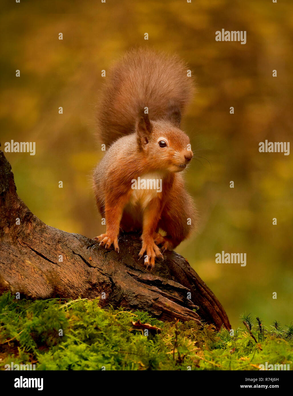 Red Squirrel foraging for food at the waters edge Stock Photo - Alamy
