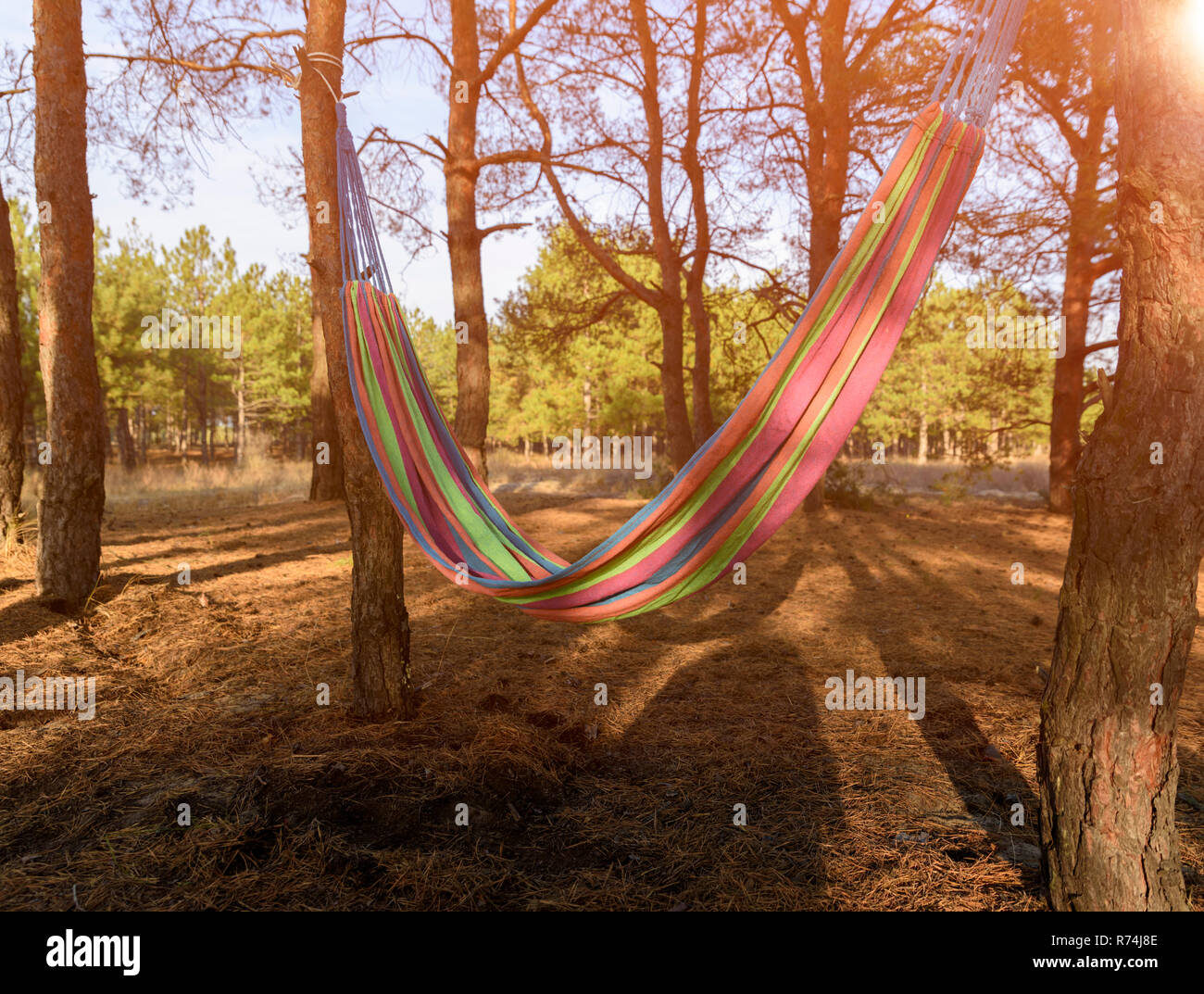 Empty textile hammock hanging between two pines Stock Photo - Alamy