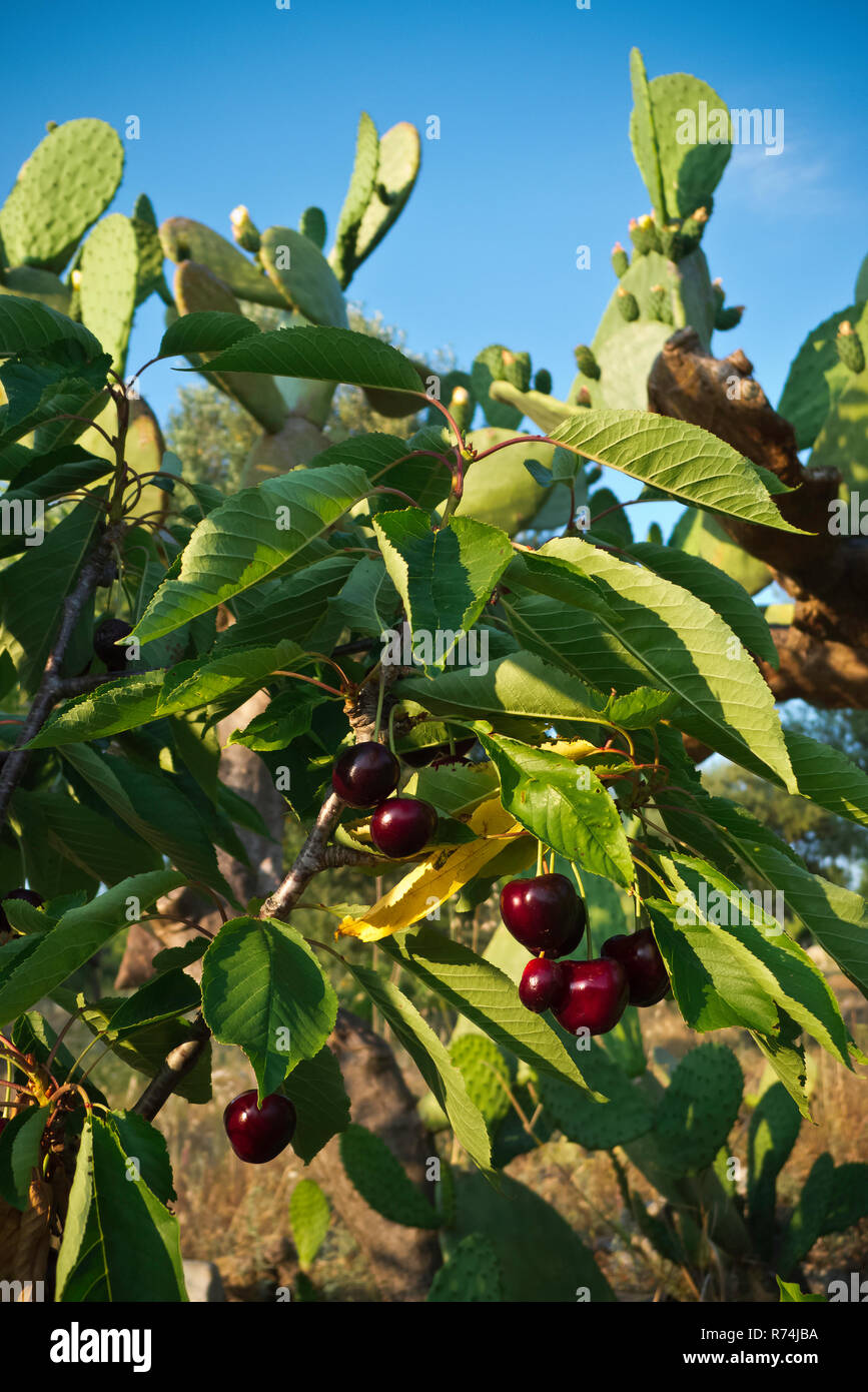 Cherry farming hi-res stock photography and images - Alamy