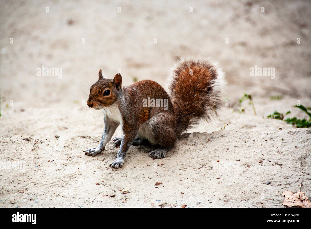 Squirrel in Valentino park, city of Turin, Italy Stock Photo - Alamy