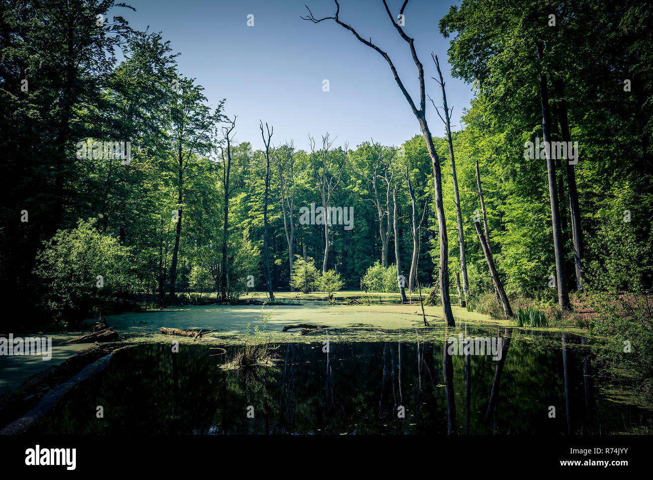 Fen habitat hi-res stock photography and images - Alamy