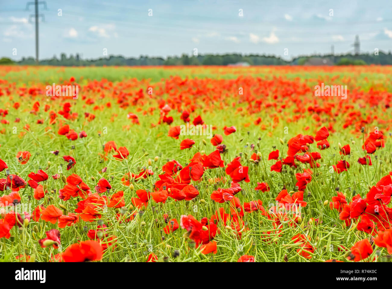 Poppy papavers hi-res stock photography and images - Alamy