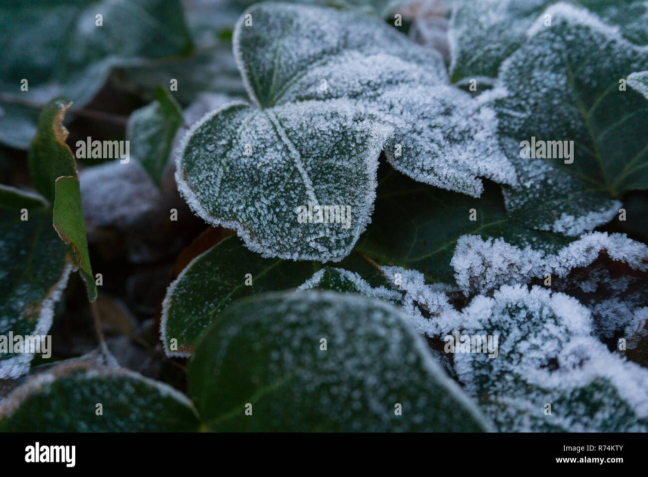 Snowy leaves hi-res stock photography and images - Alamy