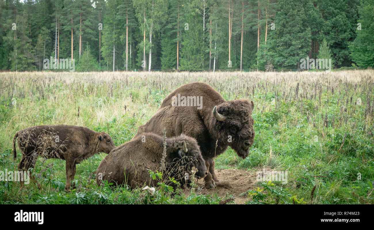 Bison herd russia nature hi-res stock photography and images - Alamy