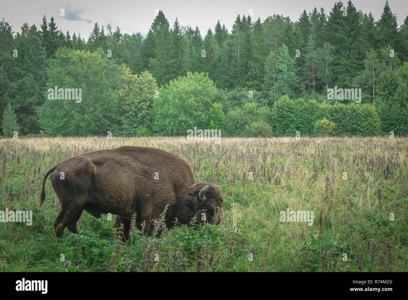 large male of american bison in the national park Priokskiy Stock Photo ...