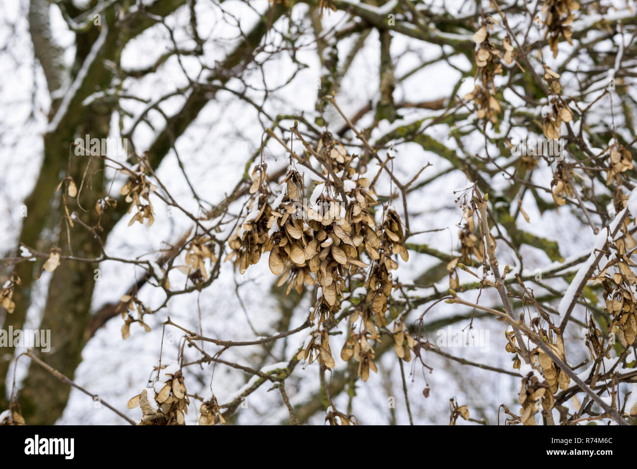Close-up of Snow on Maple Tree Seeds (Helicopters) on a cold winter day ...