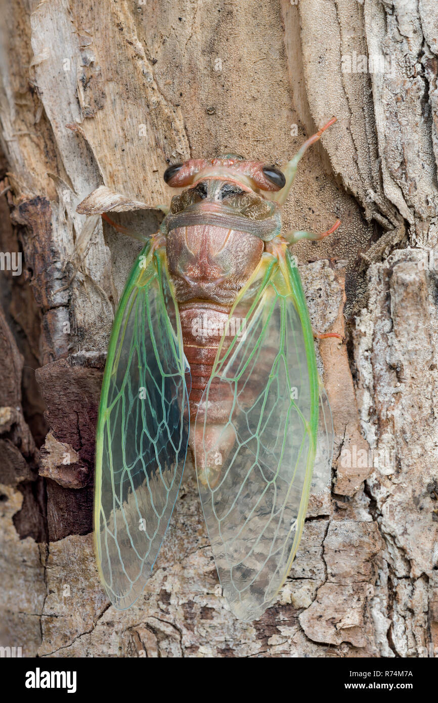 Annual Cicada, freshly emerged, drying its wings, August, MN, USA, by ...
