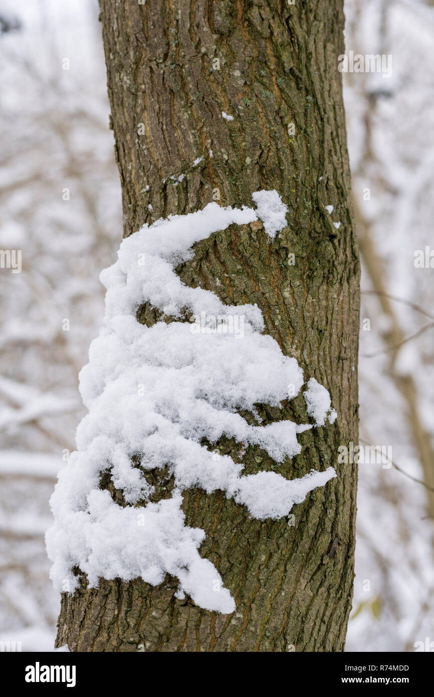 New forest frosty leaves hi-res stock photography and images - Alamy