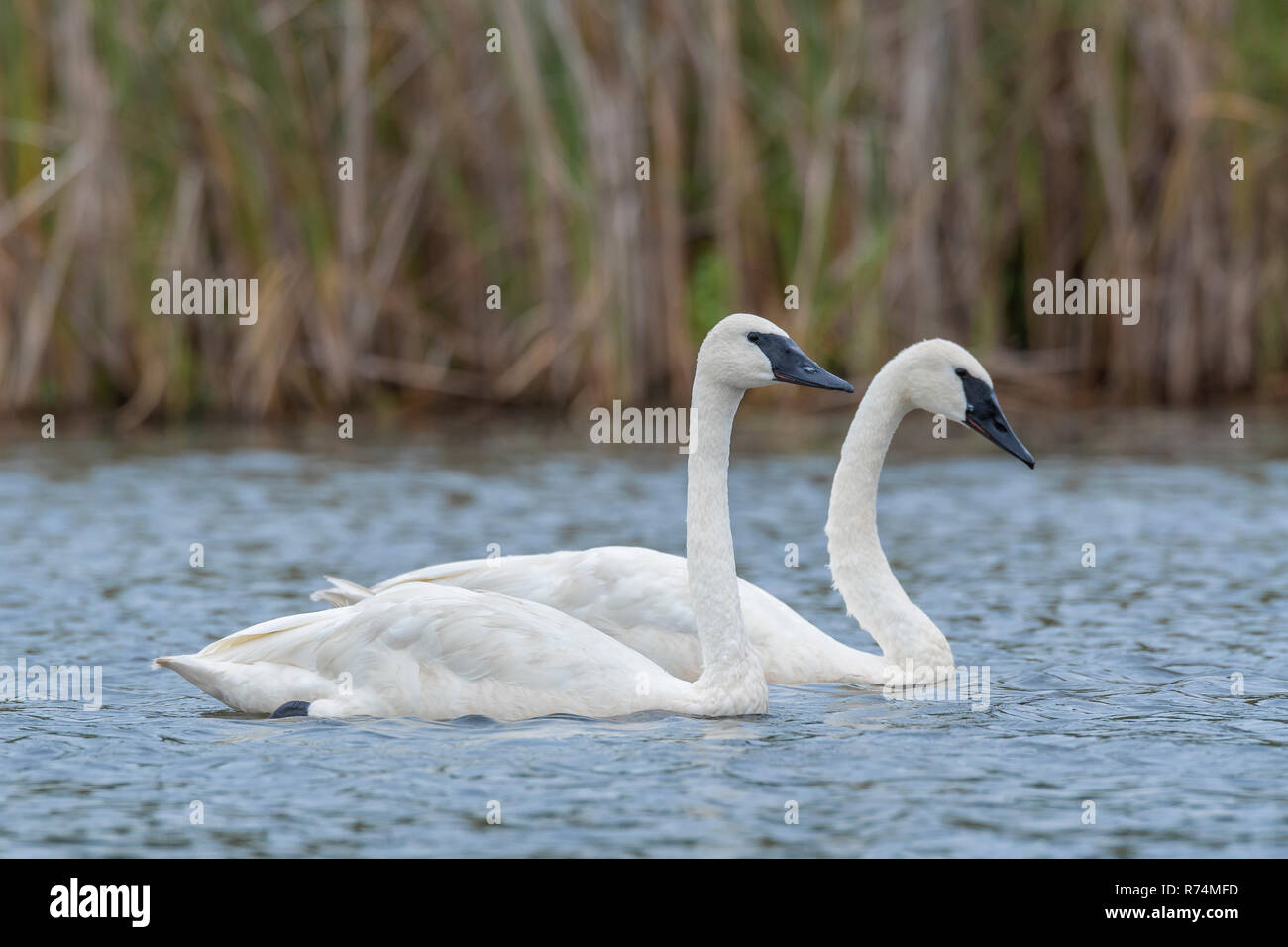 Pair of Trumpeter swans (Cygnus buccinator), MN, USA, Late Summer, by ...