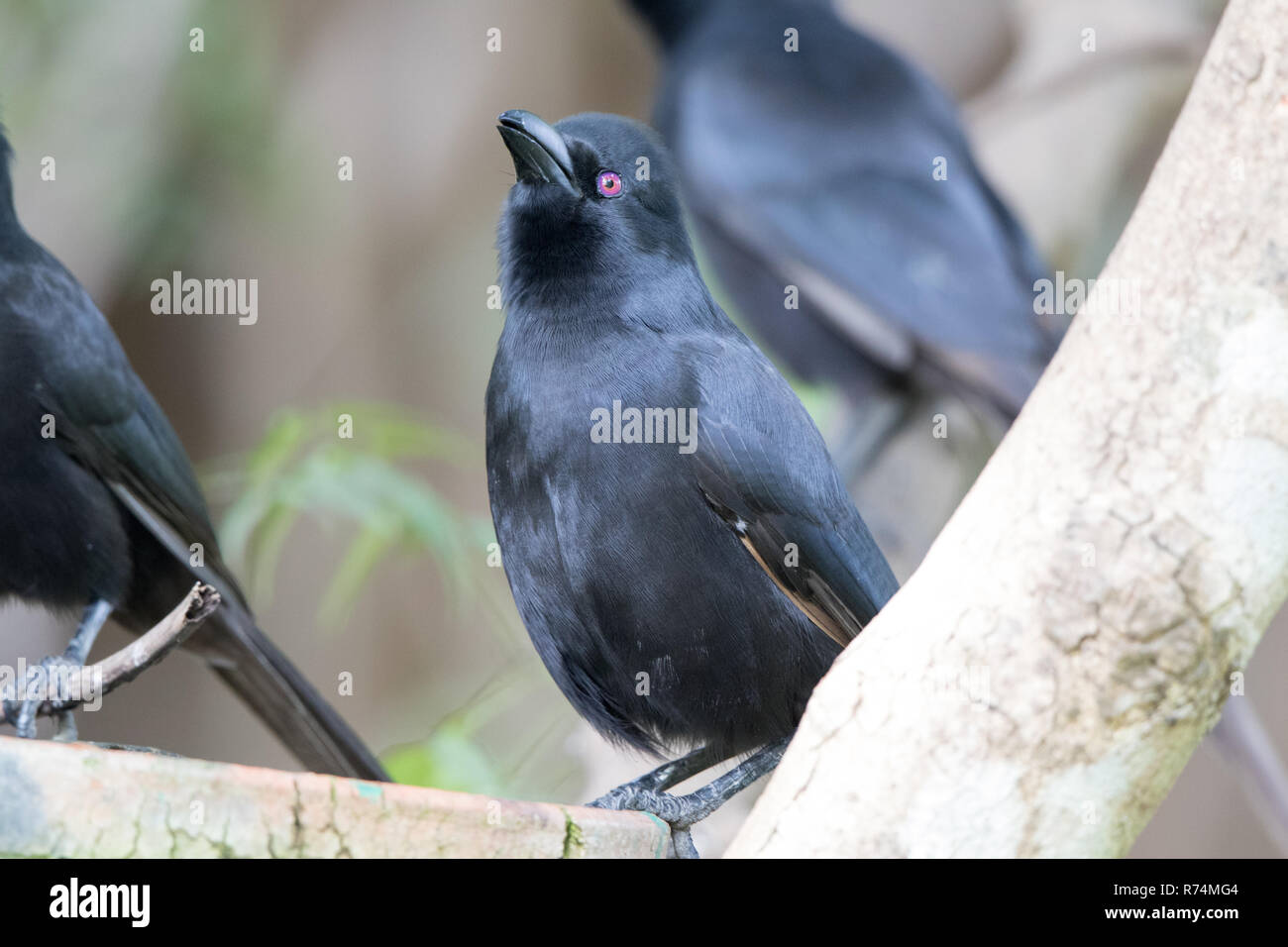 Piapiac hi-res stock photography and images - Alamy