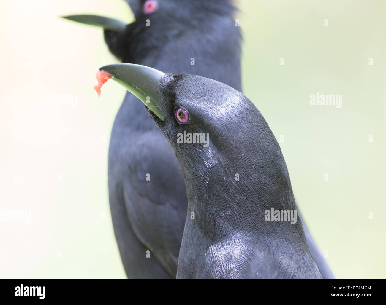 Piapiac hi-res stock photography and images - Alamy