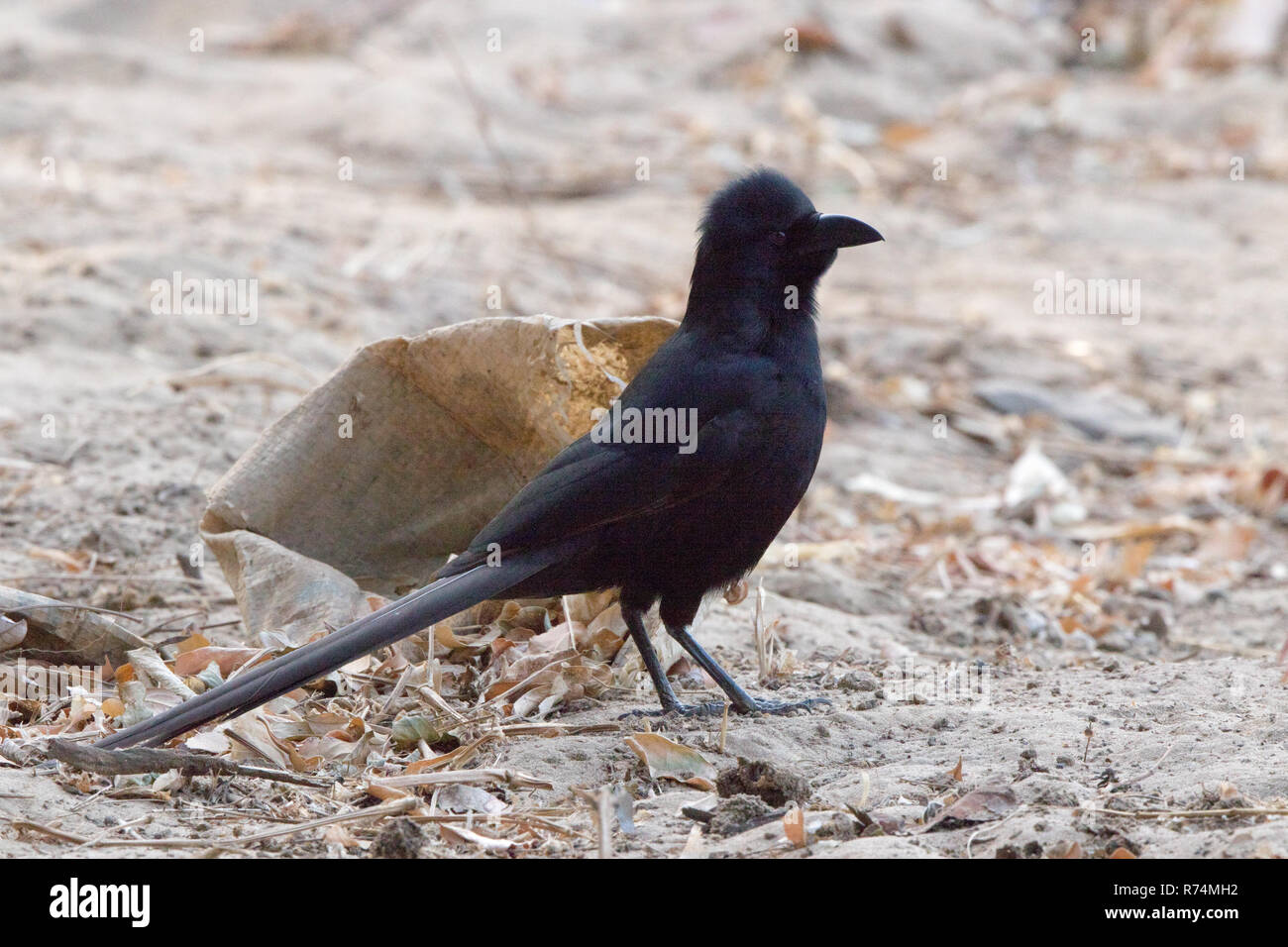 Piapiac (Ptilostomus afer Stock Photo - Alamy