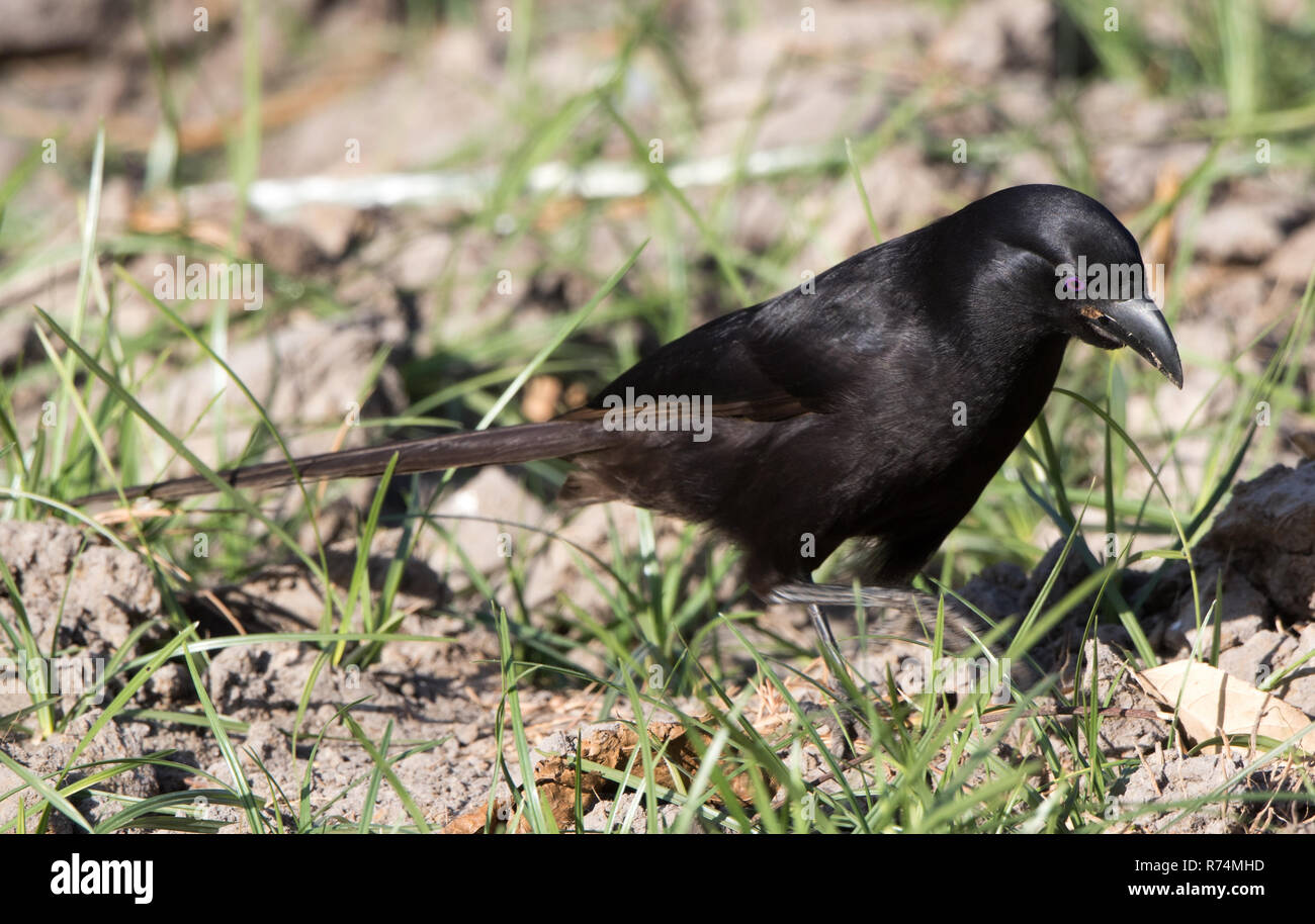 Piapiac (Ptilostomus afer Stock Photo - Alamy