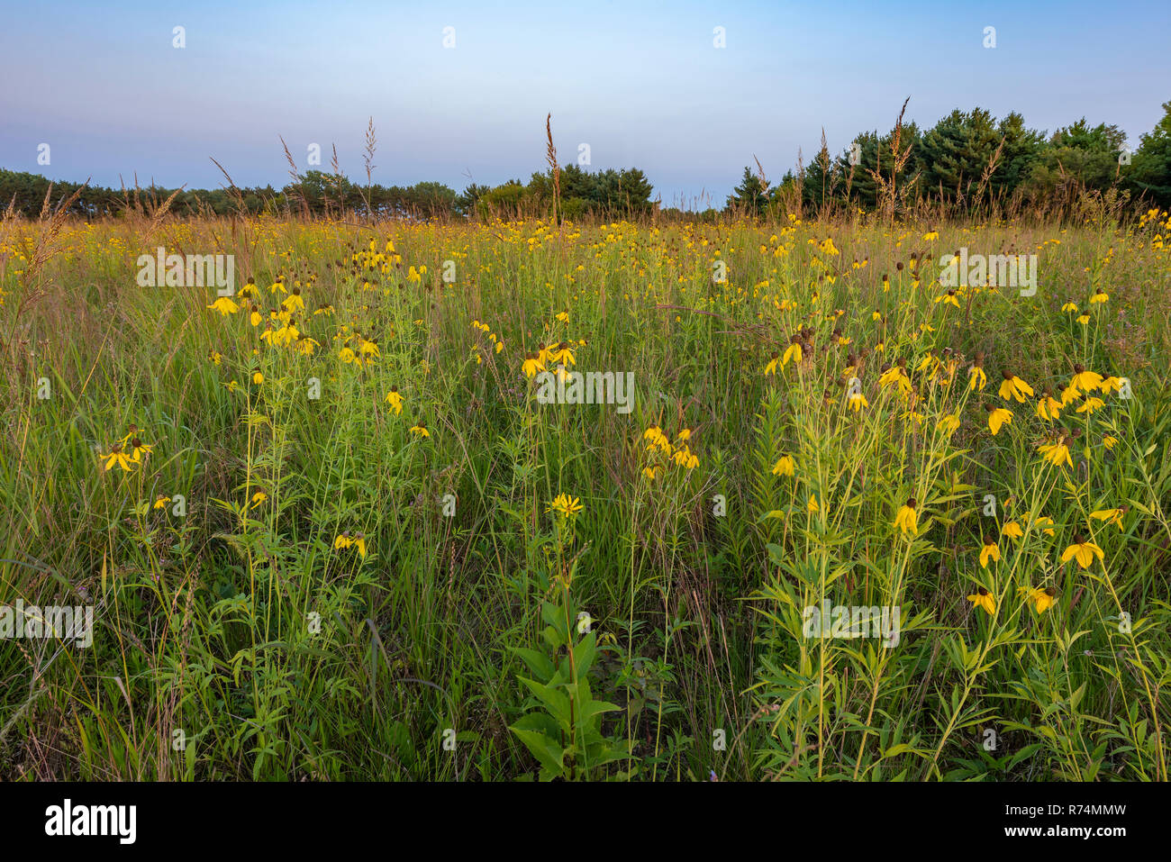 Gray-headed coneflowers (Ratibida pinnata), Prairie, August, Whitetail ...