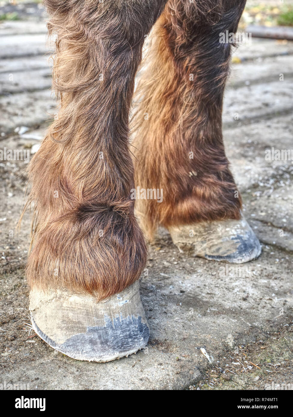Farrier work. Clear hoof after using hoof rasp, knife, hoof cut pliers ...
