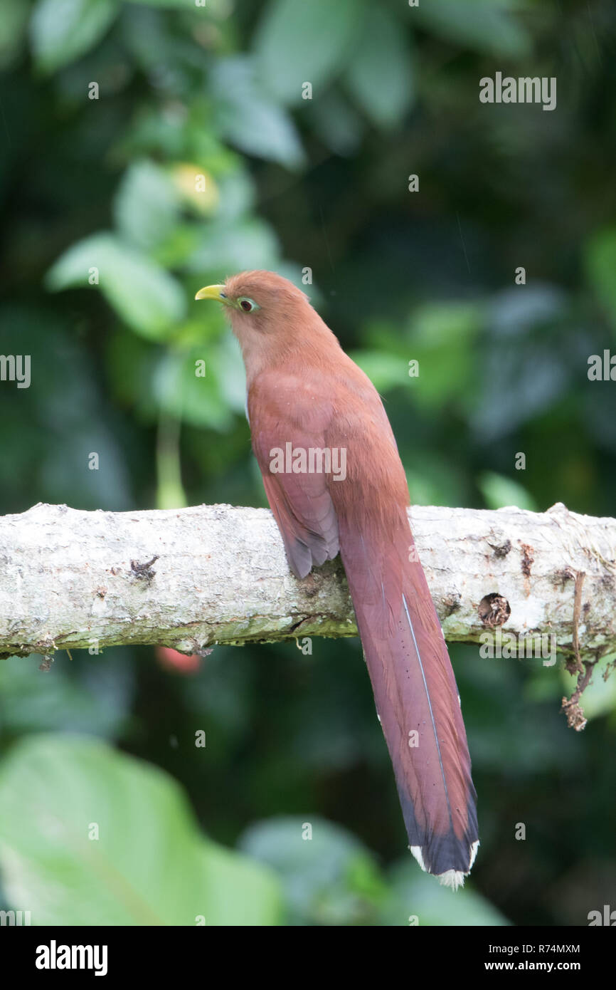 Squirrel Cuckoo (Piaya cayana Stock Photo - Alamy