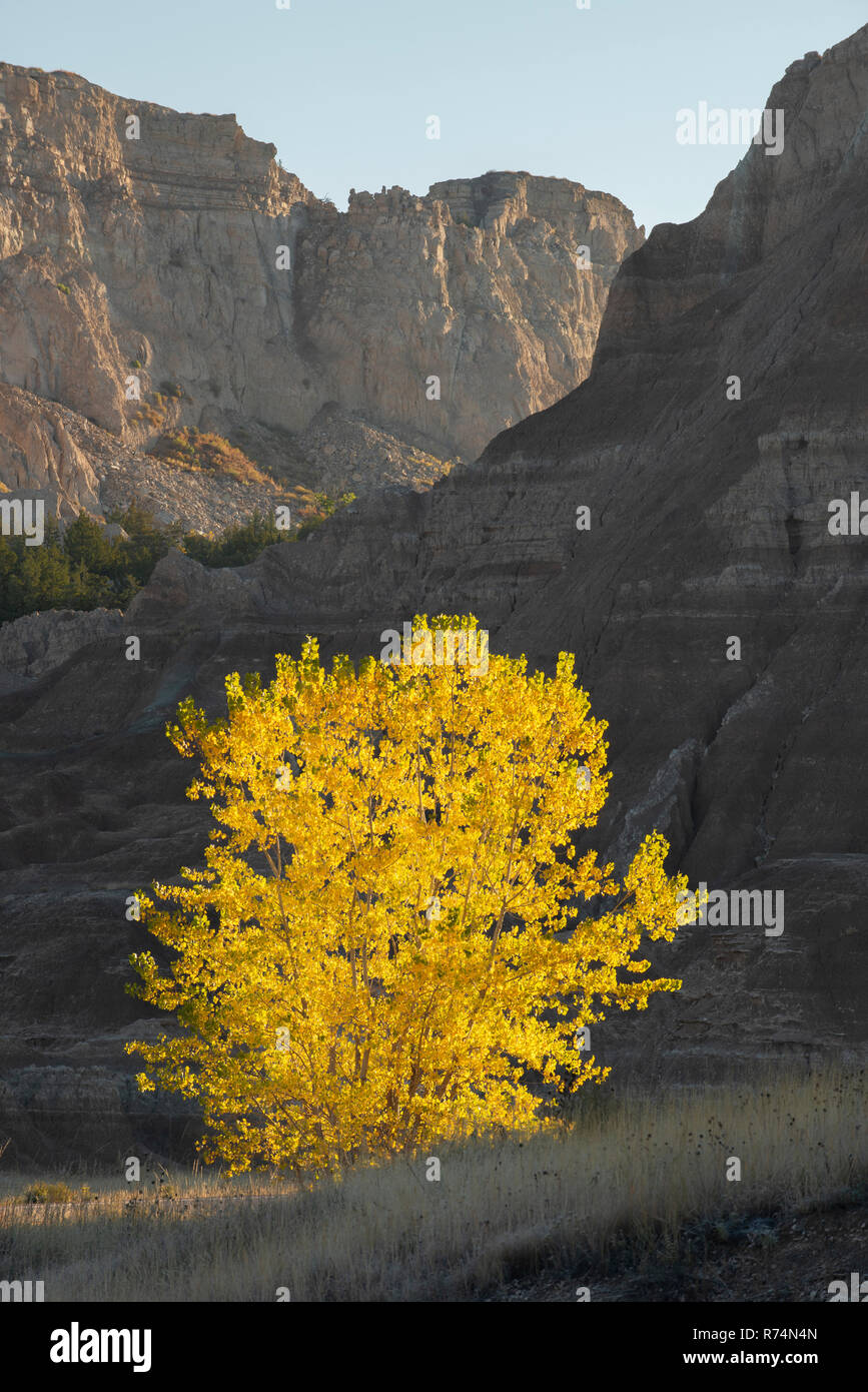 Cottonwood tree (Populus deltoides) near Ben Reifel Visitor Center ...