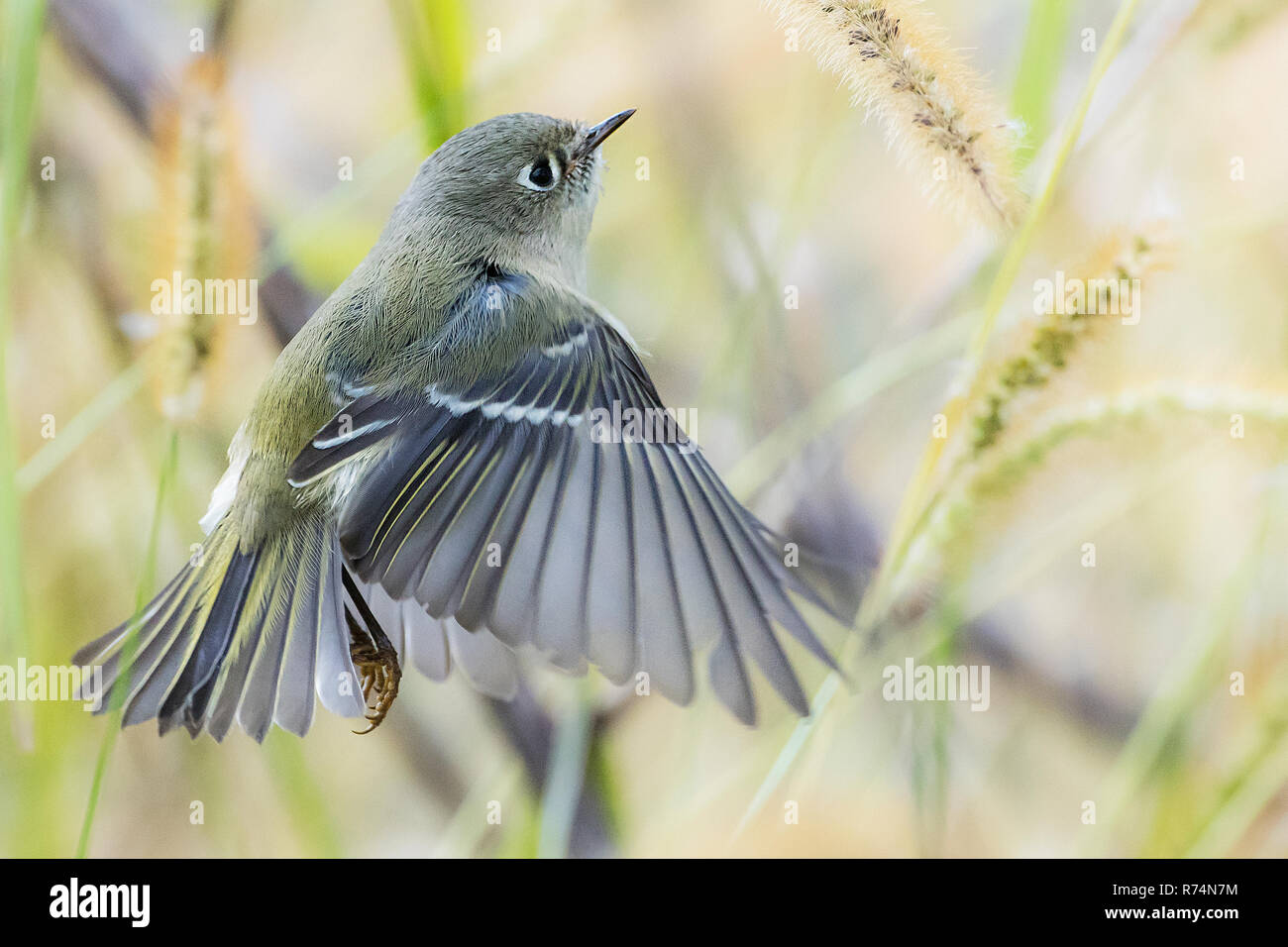 Ruby-crowned kinglet hovering flight during autumn migration Stock Photo - Alamy