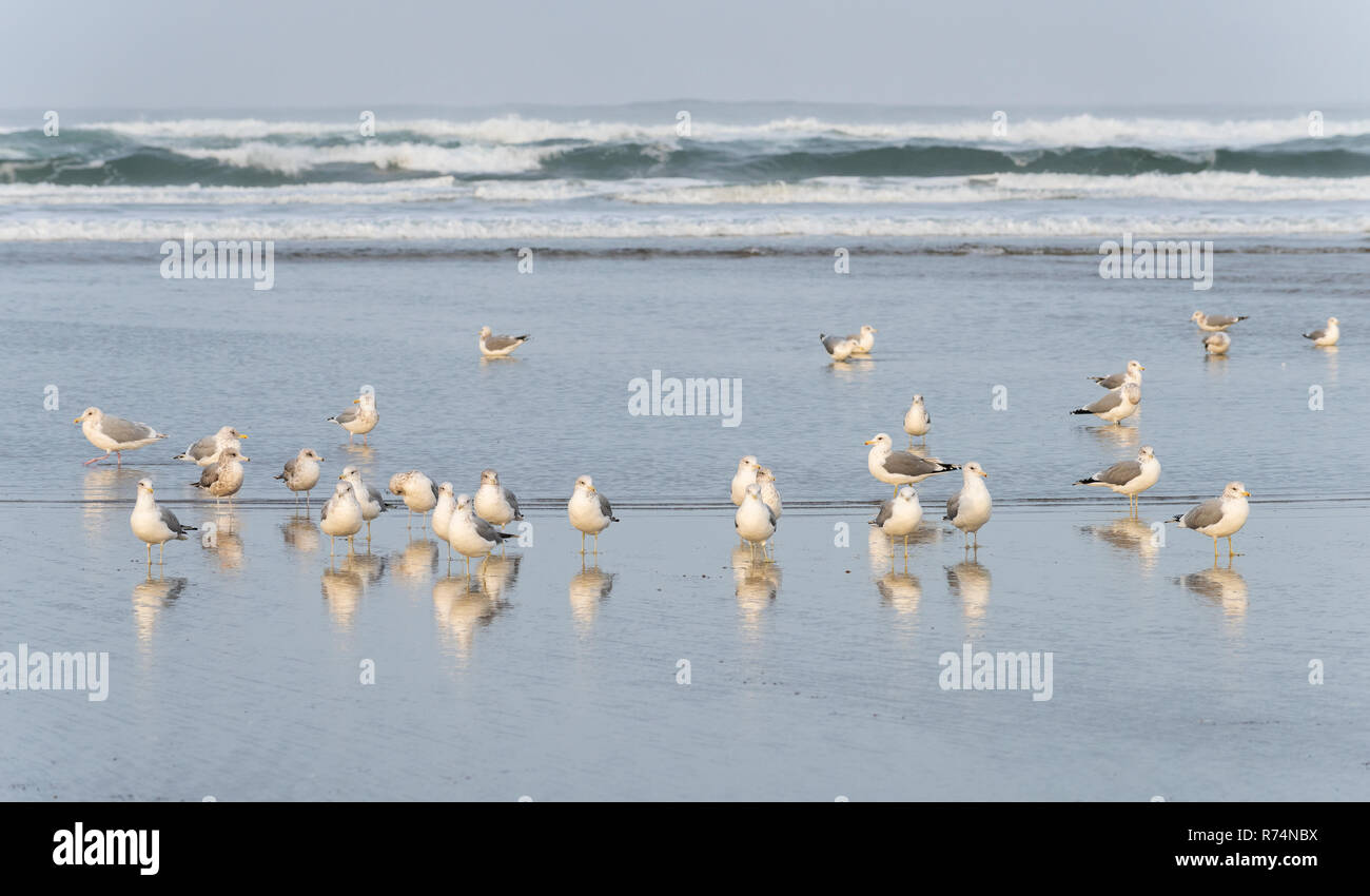 Rising tide and seagulls on Cannon Beach, Oregon, USA, Autumn, by ...