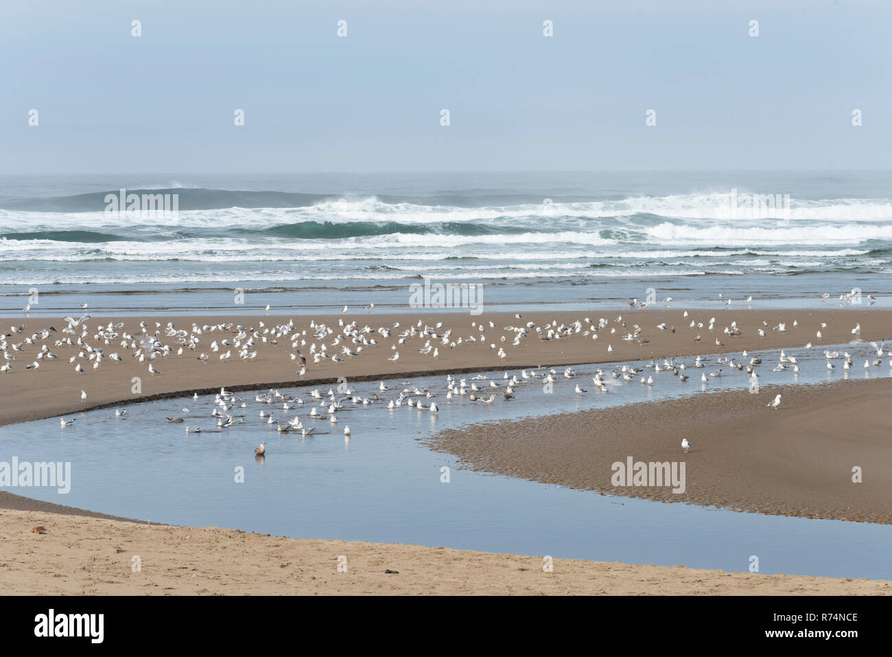 Rising tide and seagulls on Cannon Beach, Oregon, USA, Autumn, by ...