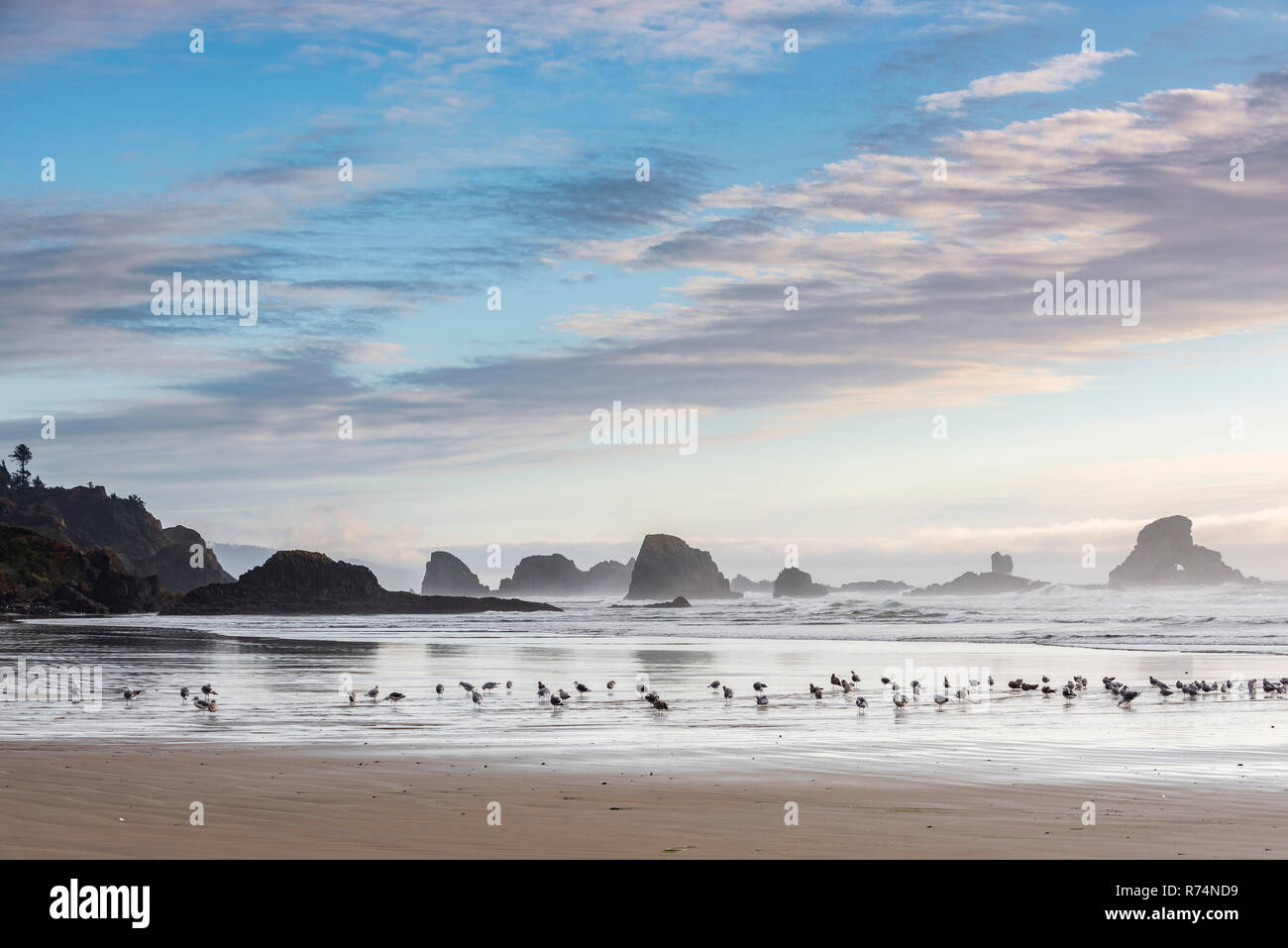 Indian ocean seagulls hi-res stock photography and images - Alamy