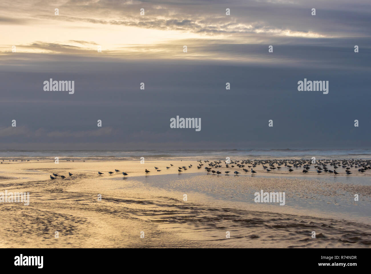 Indian ocean seagulls hi-res stock photography and images - Alamy