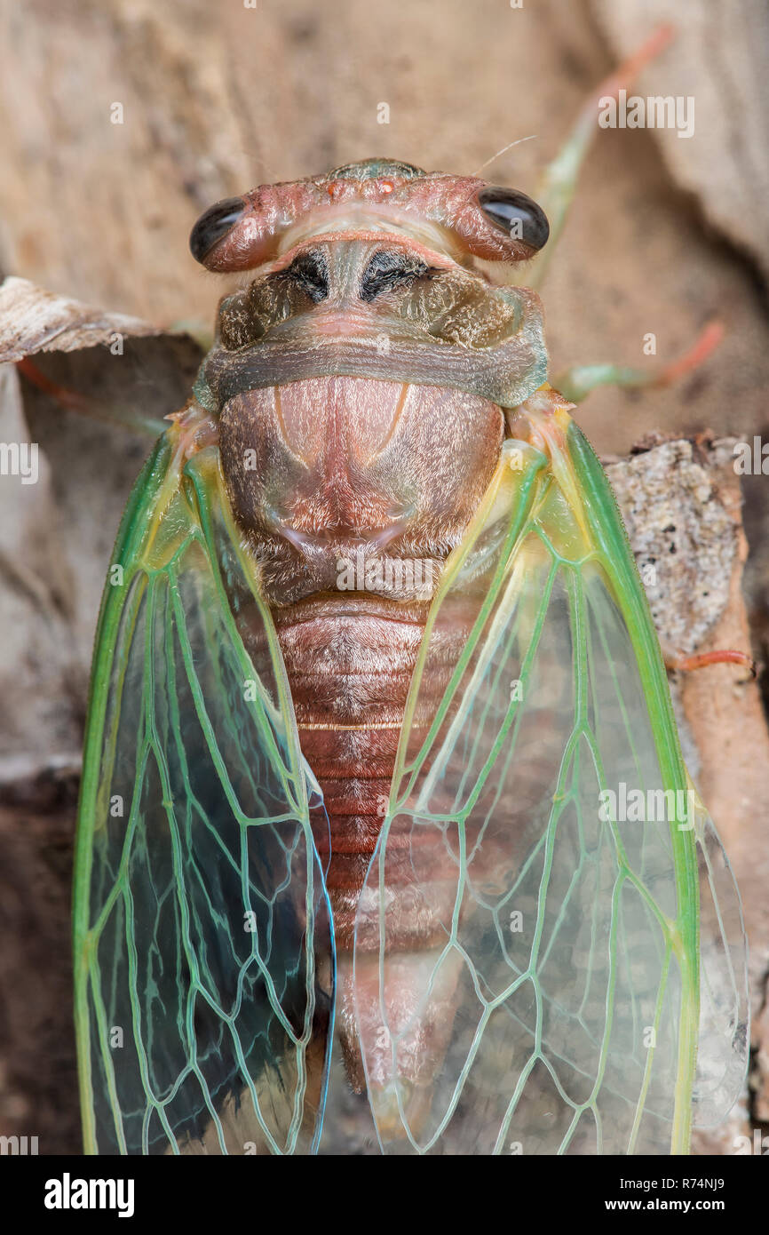 Annual Cicada, freshly emerged, drying its wings, August, MN, USA, by ...