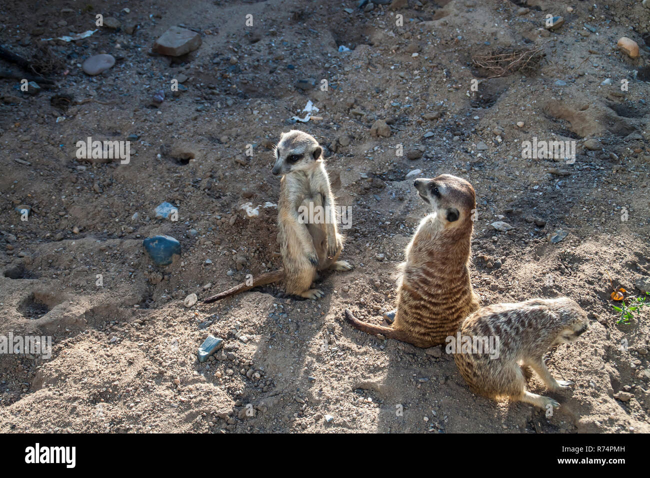 Cute Meerkats staring at something Stock Photo - Alamy