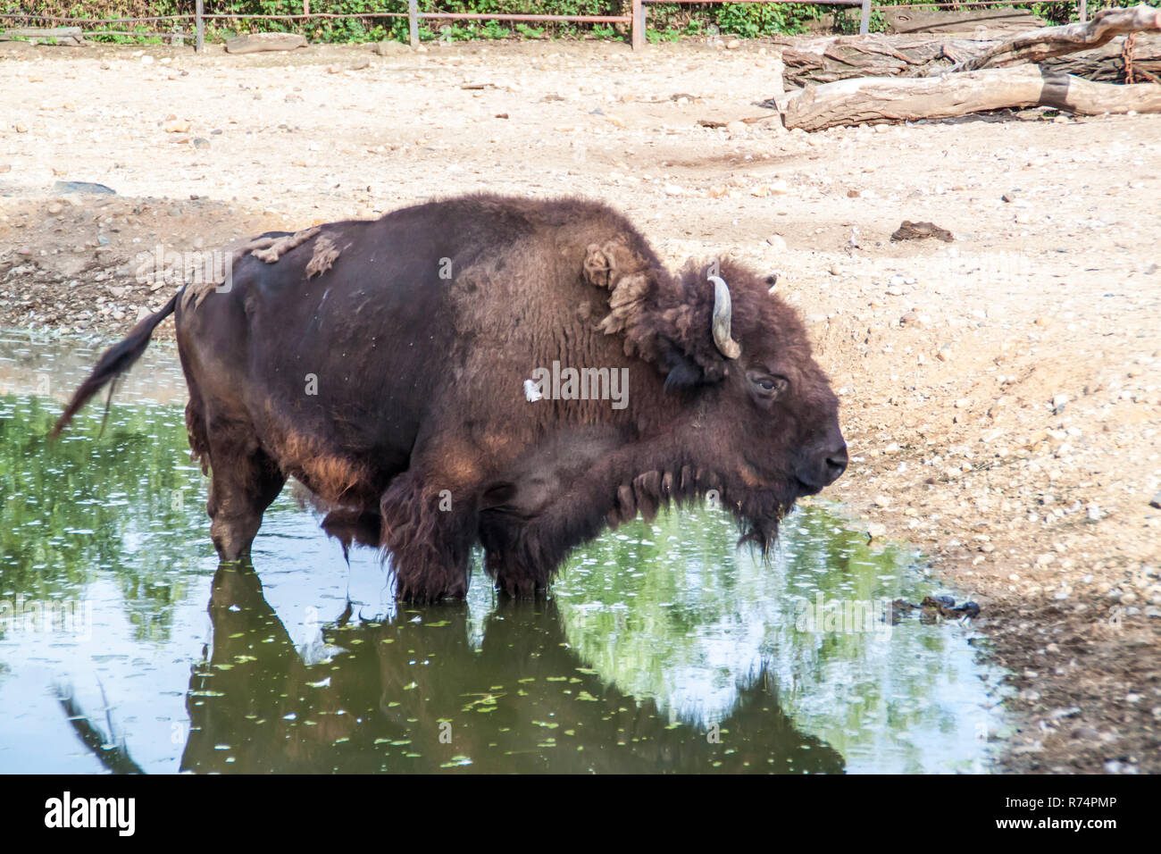American Bison walking around in the sand Stock Photo - Alamy