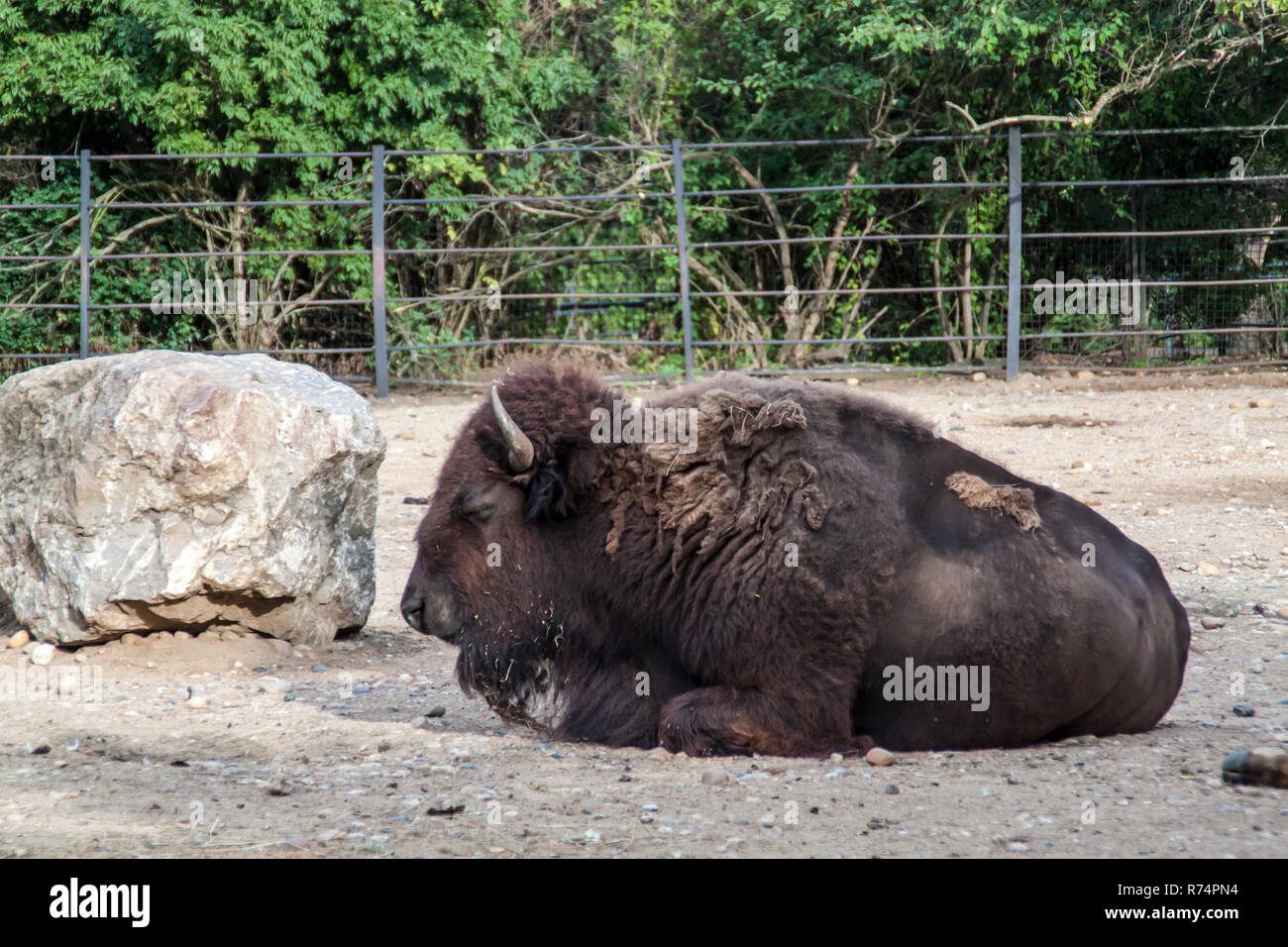 American Bison walking around in the sand Stock Photo - Alamy