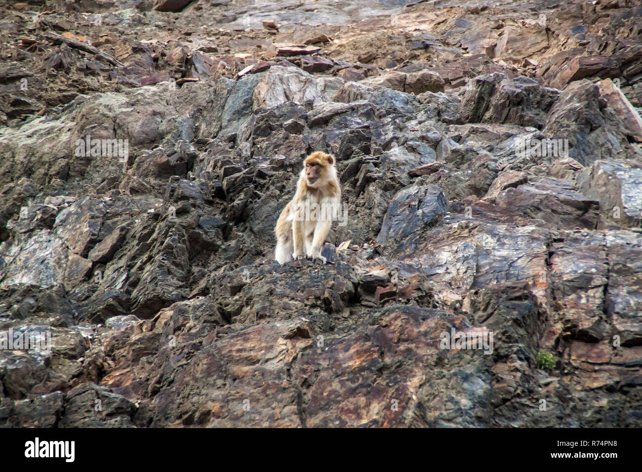 Monkey looking down from a cliff Stock Photo - Alamy