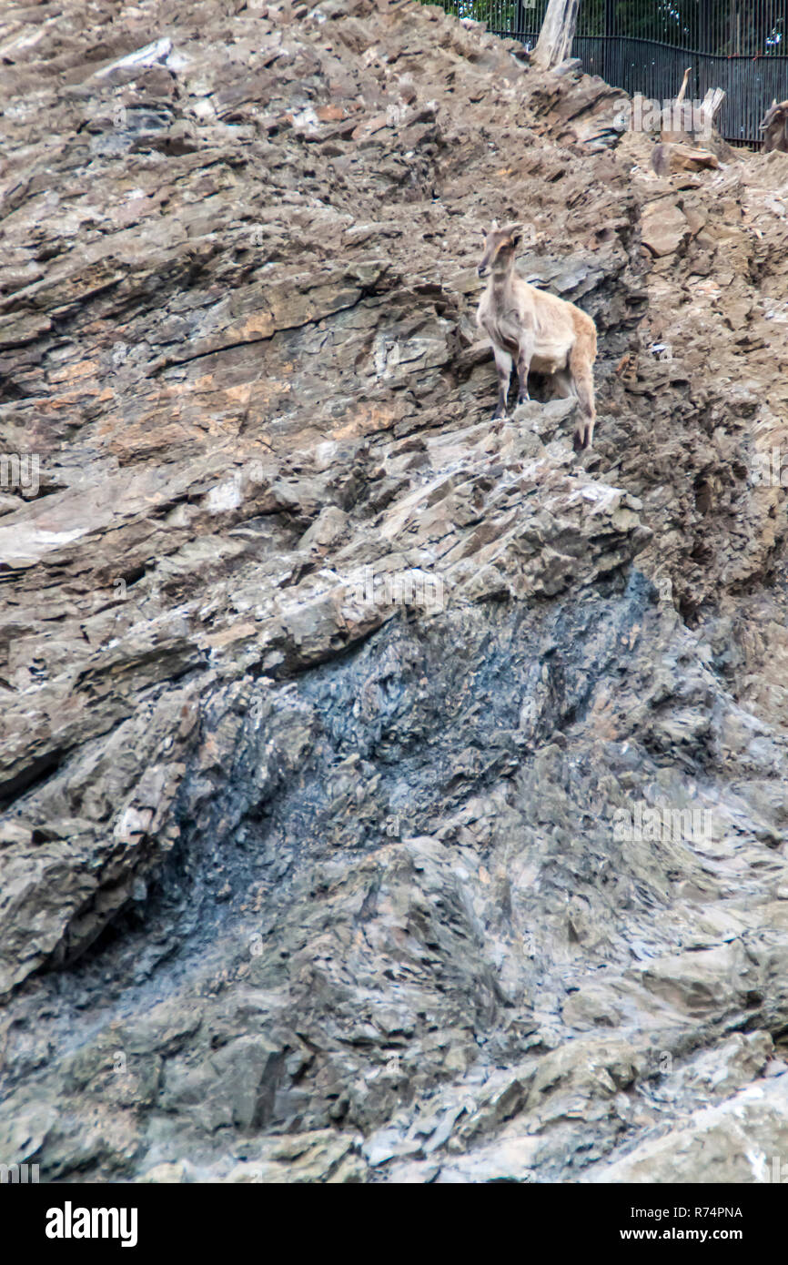 Goat climbing up a cliff Stock Photo - Alamy